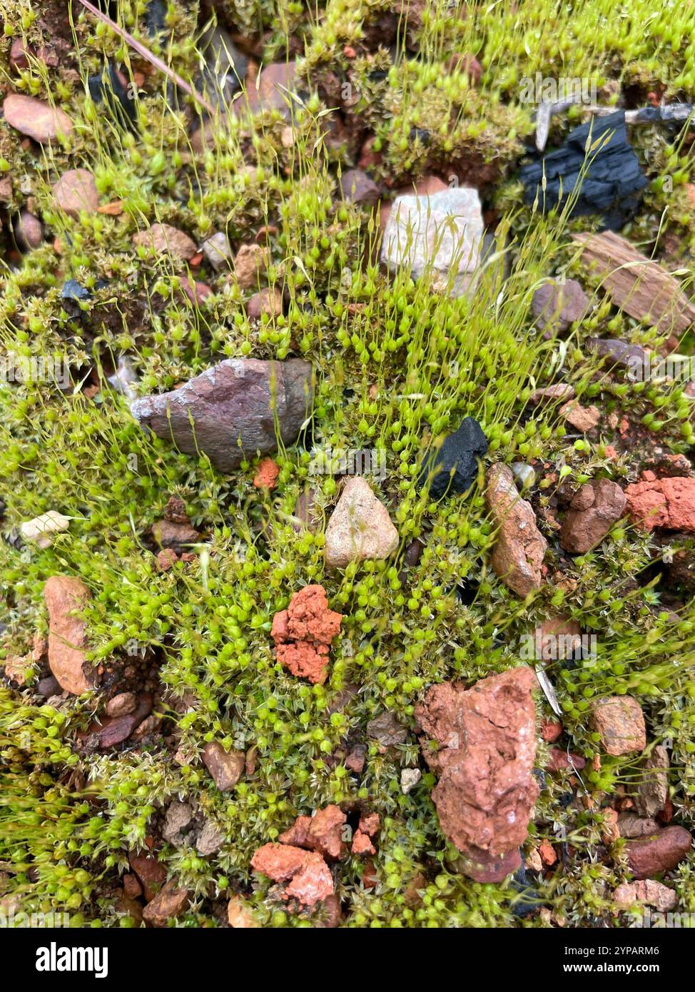 Bonfire moss (Funaria hygrometrica Stock Photo - Alamy