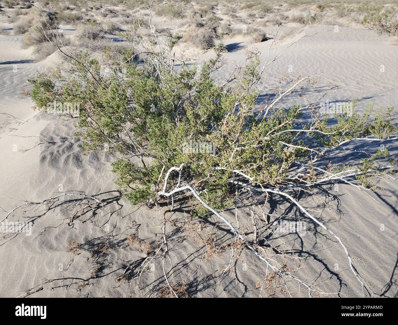 Creosote Bush (Larrea tridentata Stock Photo - Alamy