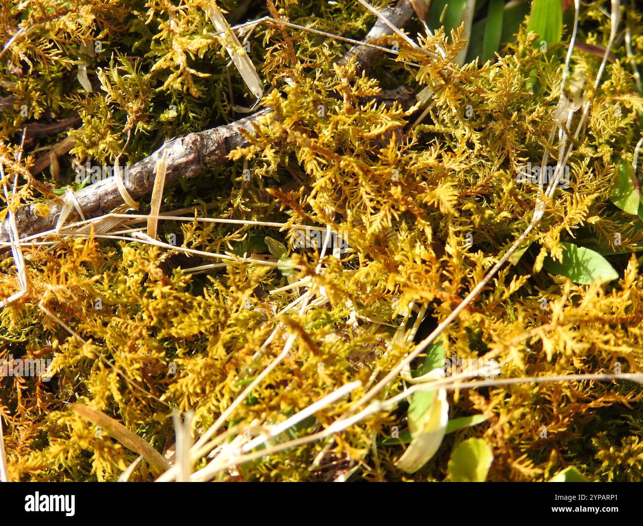 delicate fern moss (Thuidium delicatulum Stock Photo - Alamy