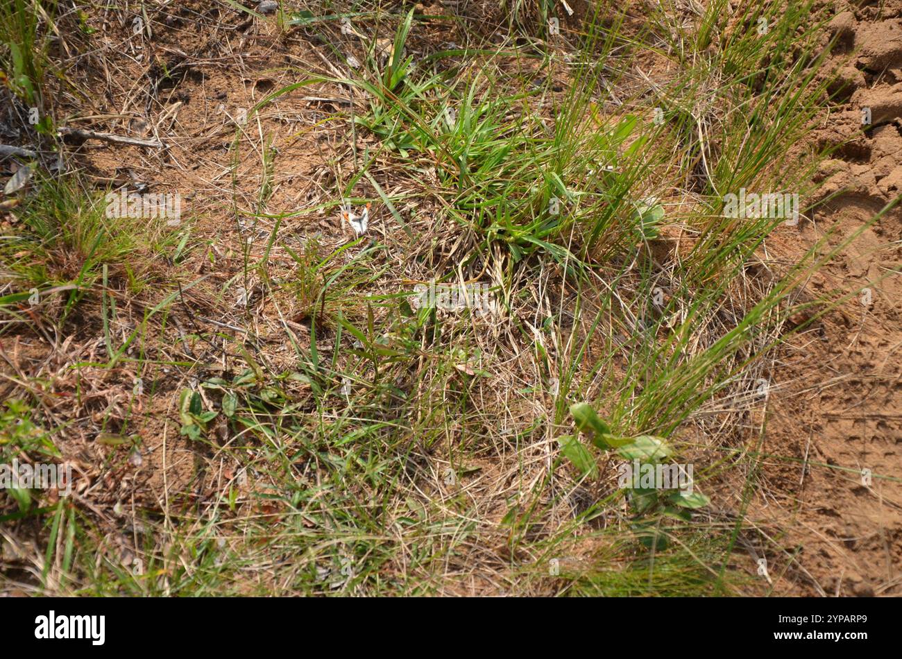 Round-winged Orange Tip (Colotis euippe Stock Photo - Alamy