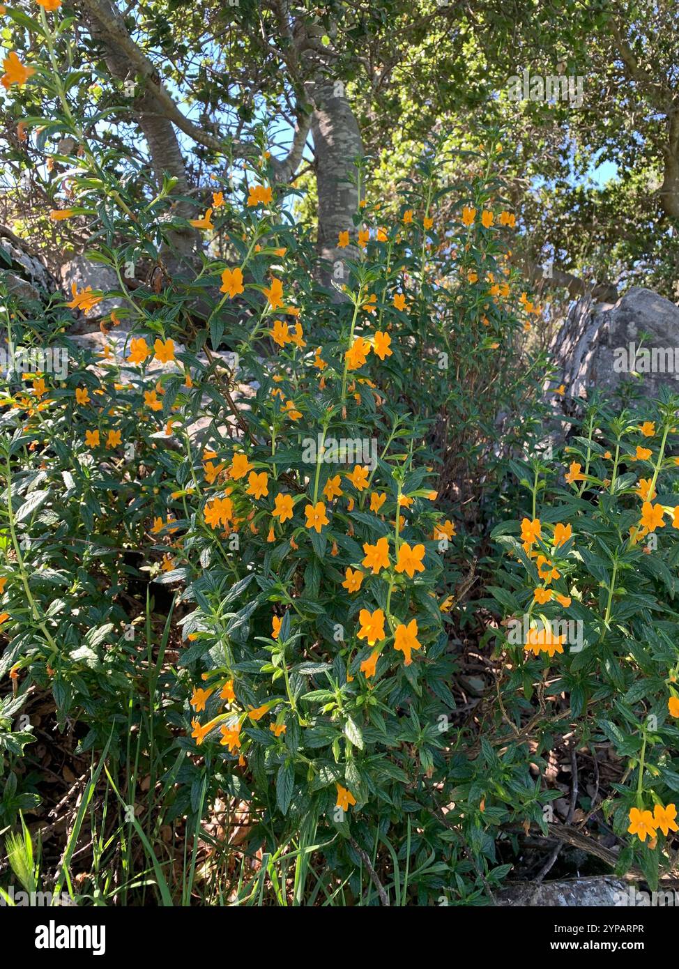 orange bush monkeyflower (Diplacus aurantiacus Stock Photo - Alamy