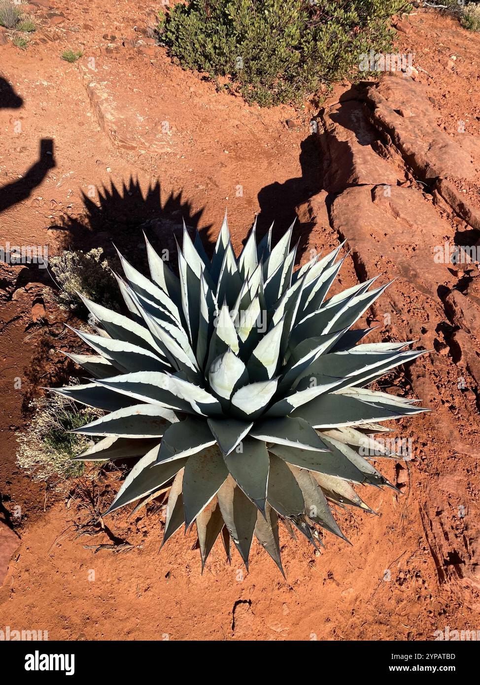 Parry's agave (Agave parryi Stock Photo - Alamy