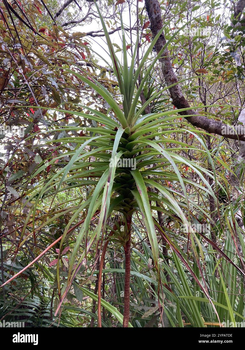Neinei (Dracophyllum latifolium Stock Photo - Alamy