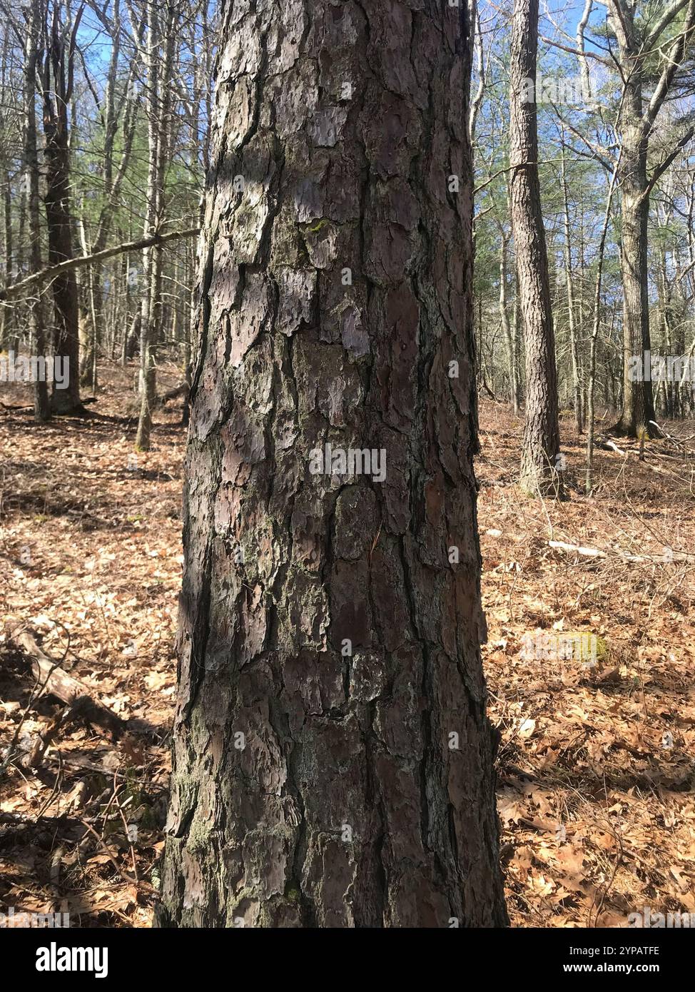 pitch pine (Pinus rigida Stock Photo - Alamy
