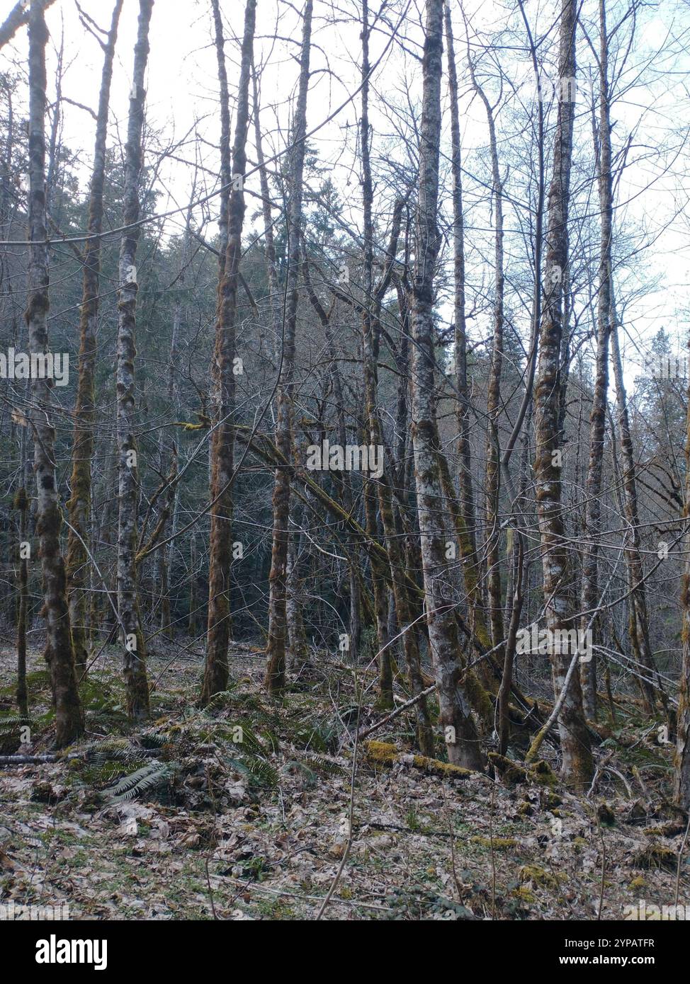 Red Alder (Alnus rubra Stock Photo - Alamy