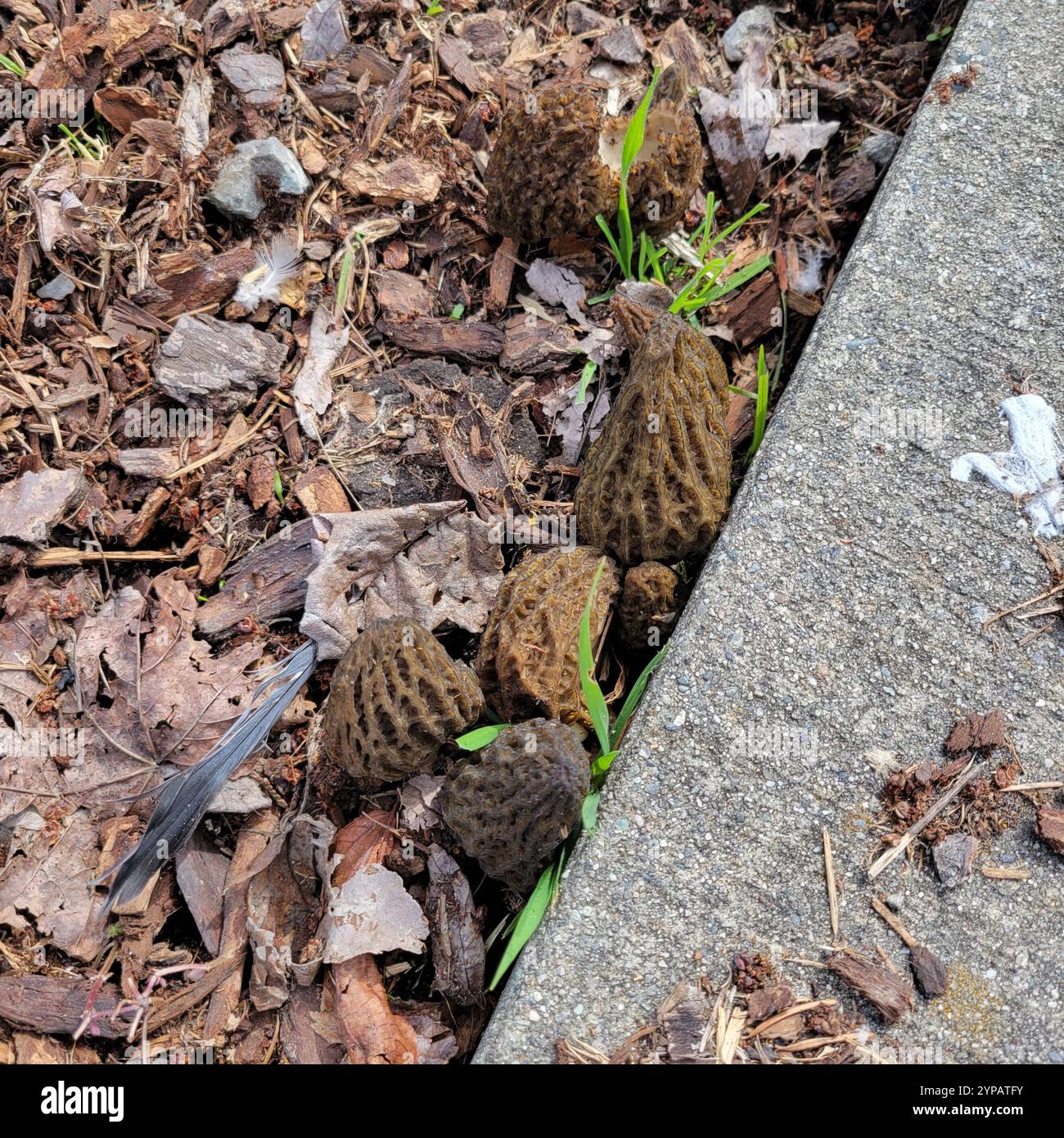 Landscaping Black Morel (Morchella importuna Stock Photo - Alamy