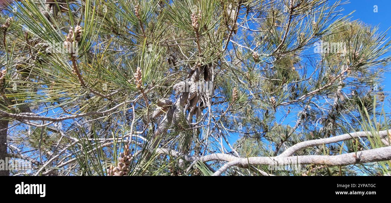 knobcone pine (Pinus attenuata Stock Photo - Alamy