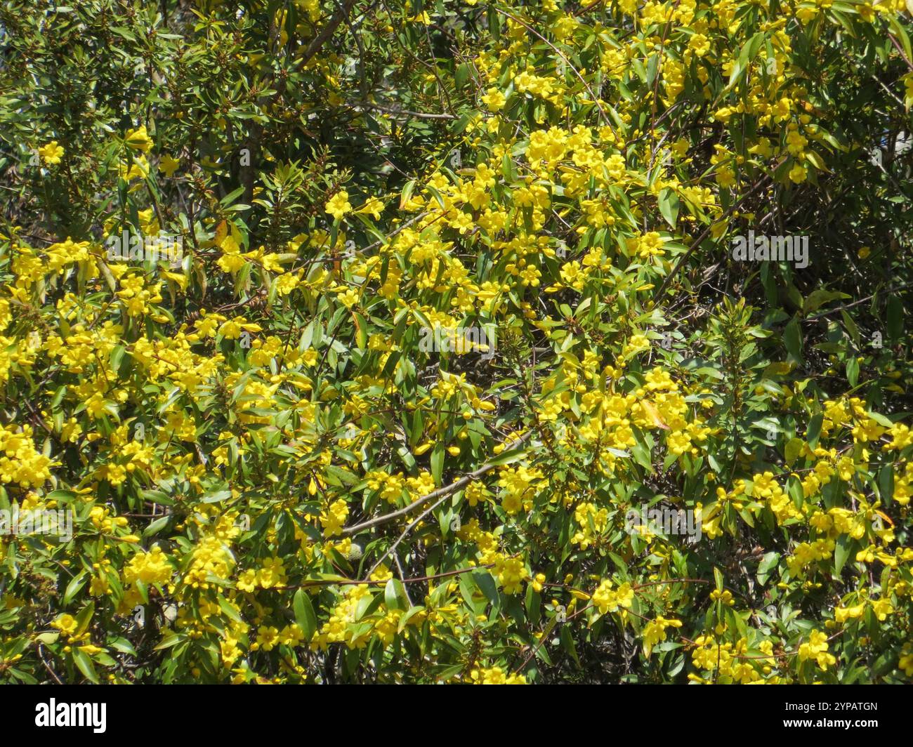 yellow jessamine (Gelsemium sempervirens Stock Photo - Alamy