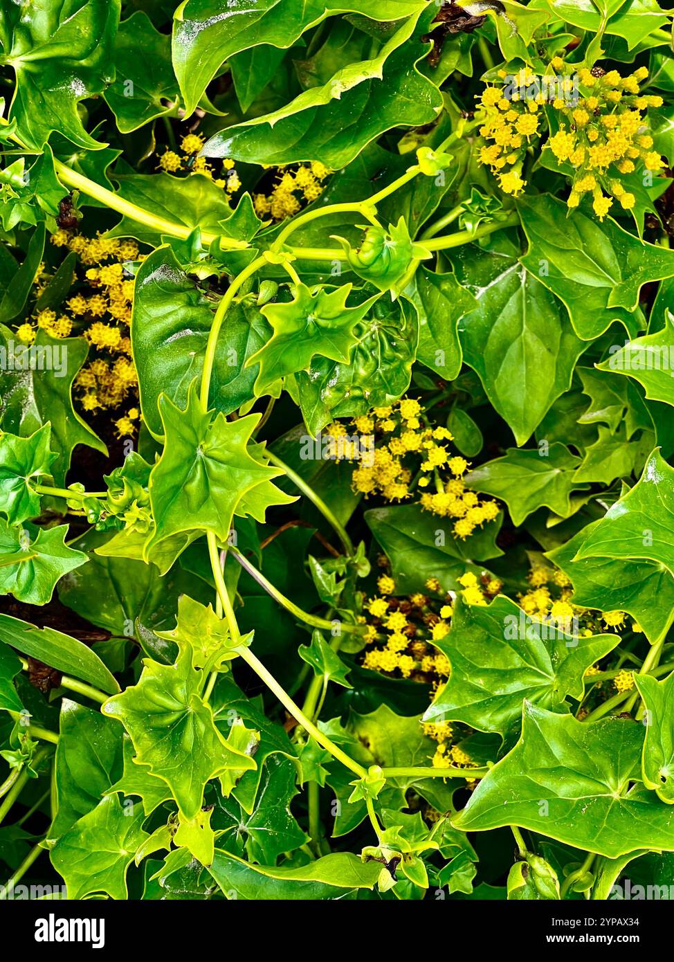 Cape-ivy (Delairea odorata Stock Photo - Alamy