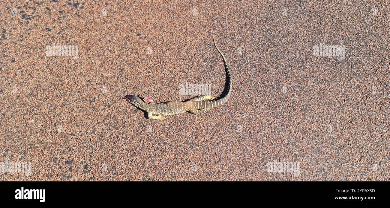 Sand Goanna (Varanus gouldii Stock Photo - Alamy