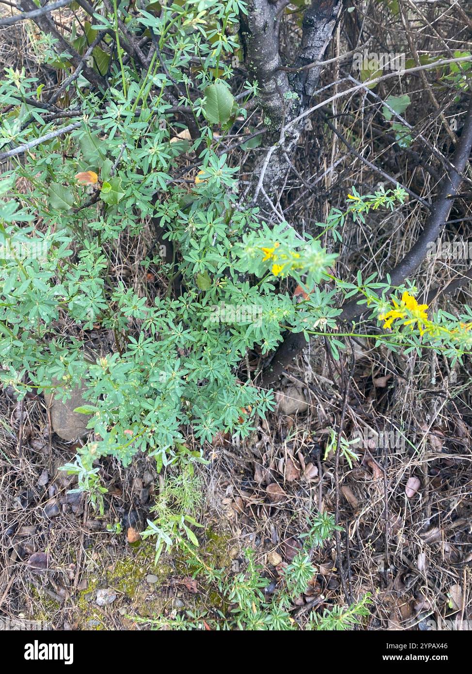 deerweed (Acmispon glaber Stock Photo - Alamy