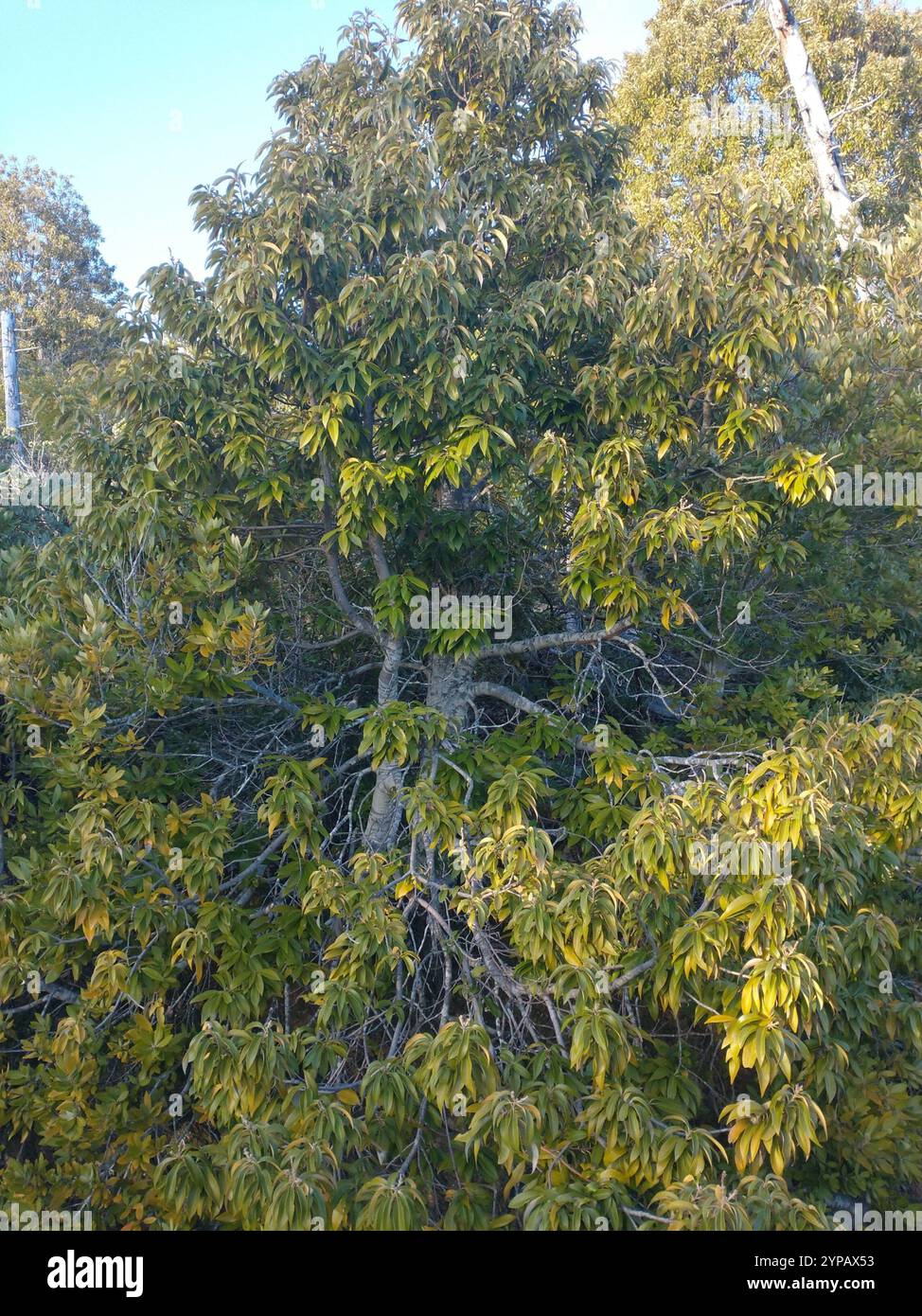 Golden chinquapin (Chrysolepis chrysophylla Stock Photo - Alamy