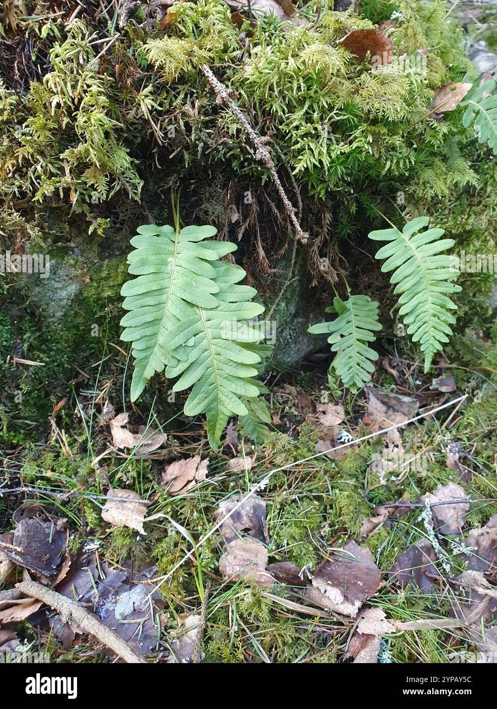 common polypody (Polypodium vulgare Stock Photo - Alamy