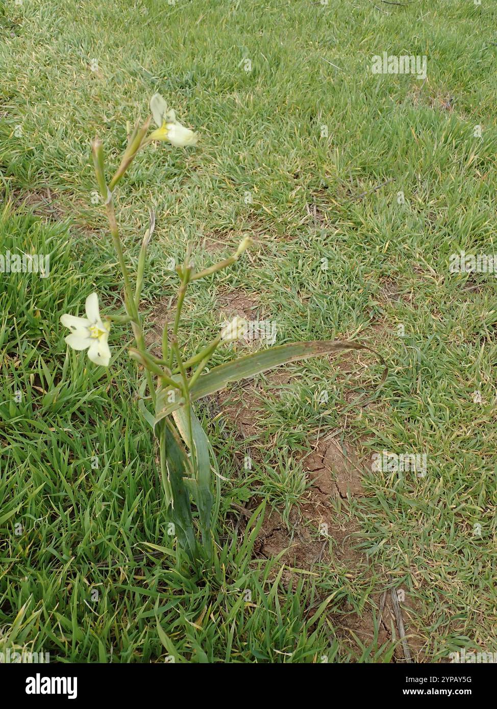 Two-leaved Cape tulip (Moraea miniata Stock Photo - Alamy