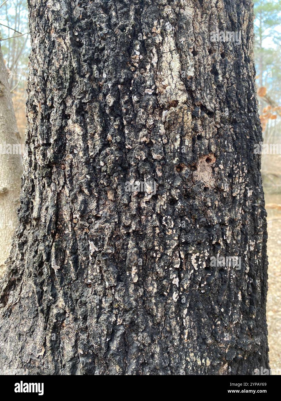 southern sugar maple (Acer floridanum Stock Photo - Alamy