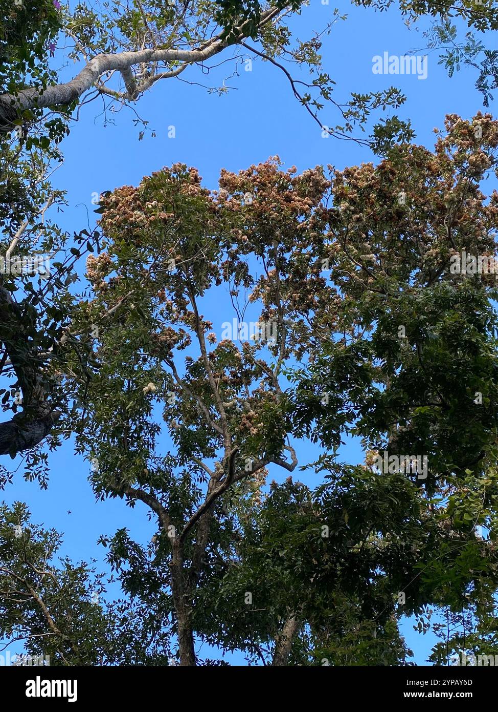 Spanish Elm (Cordia gerascanthus Stock Photo - Alamy