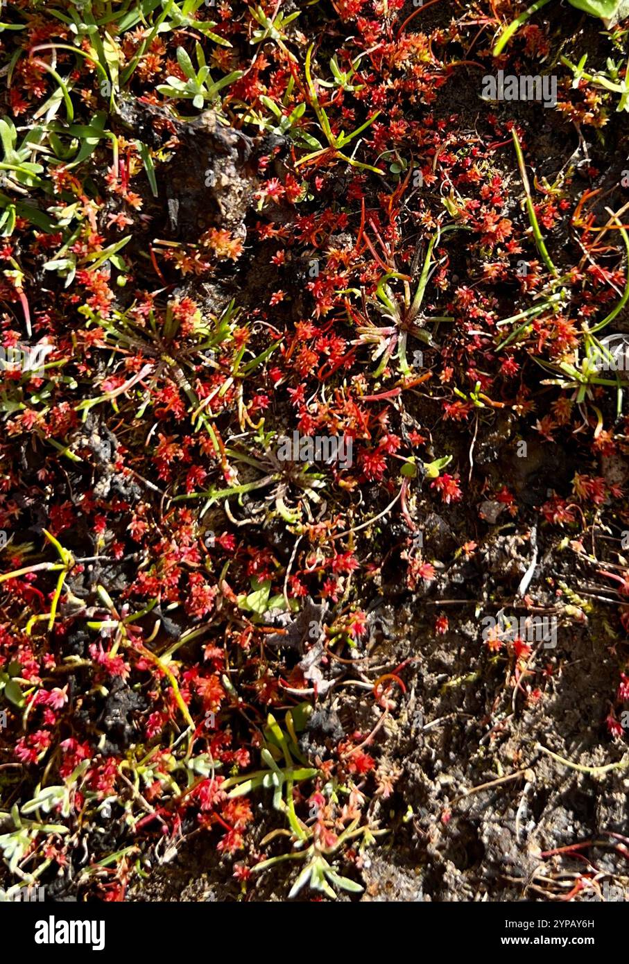 sand pygmyweed (Crassula connata Stock Photo - Alamy