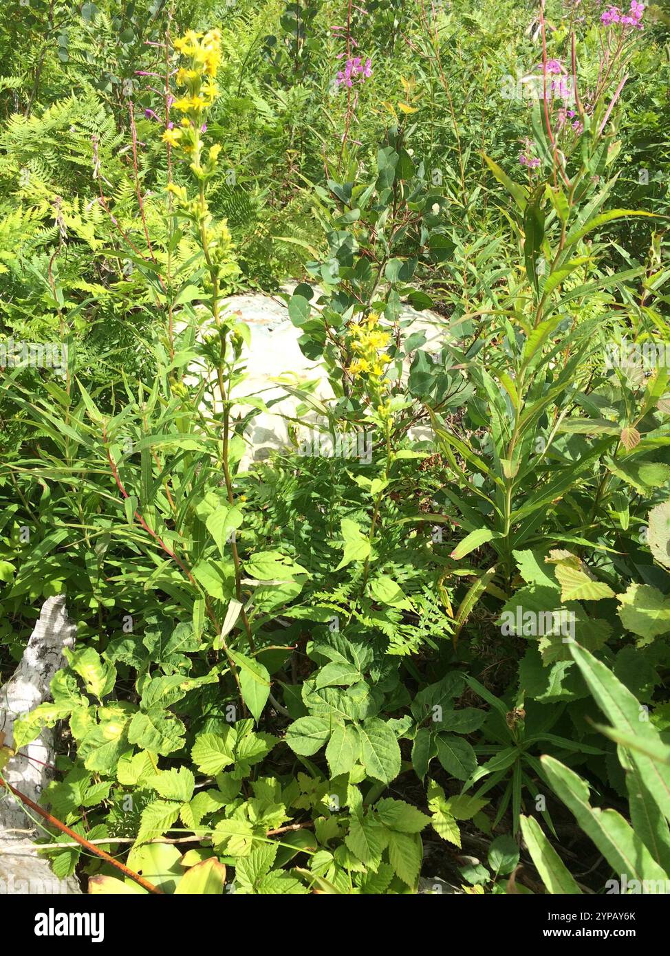 dwarf raspberry (Rubus pubescens Stock Photo - Alamy
