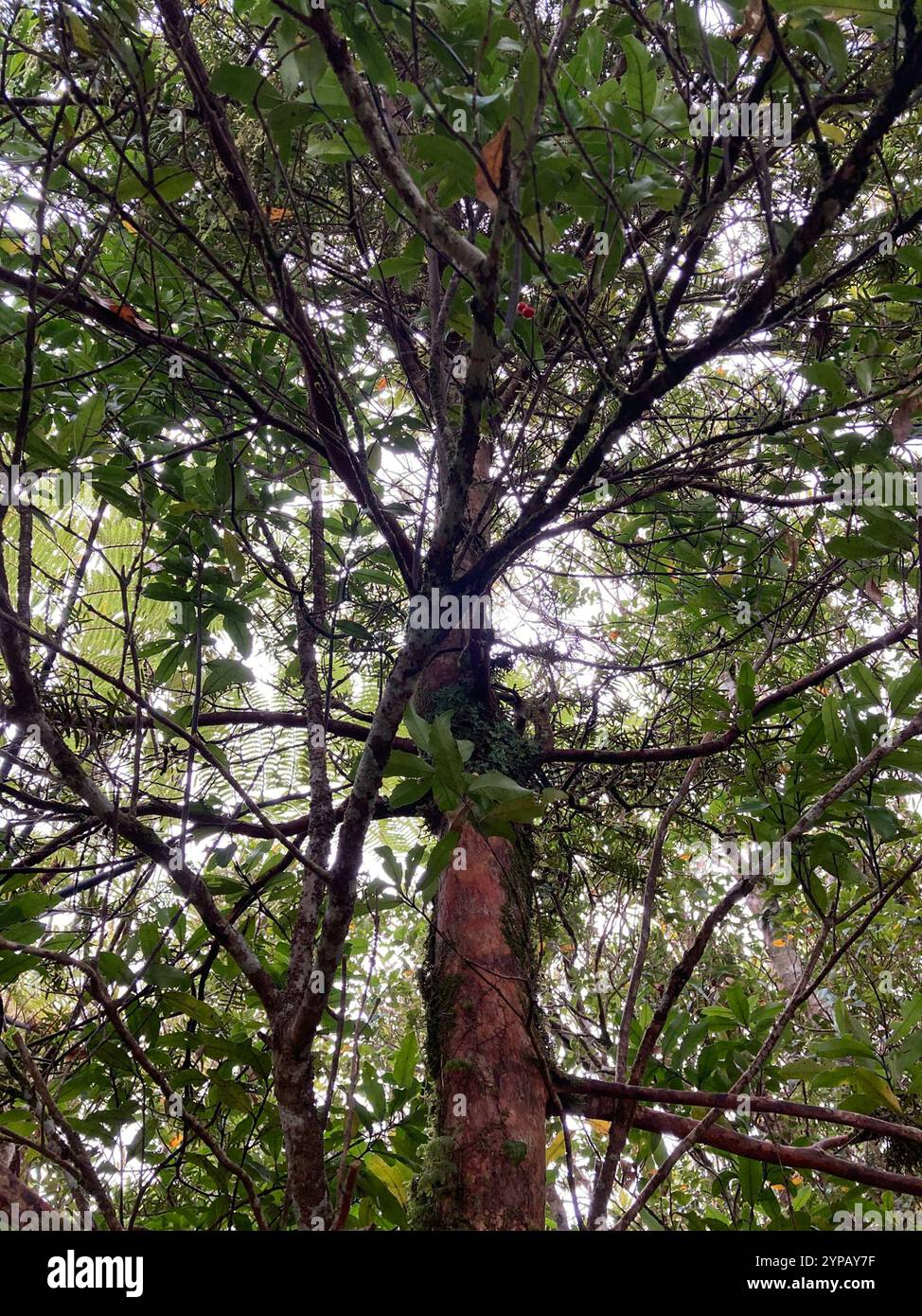 Hall's totara (Podocarpus laetus Stock Photo - Alamy