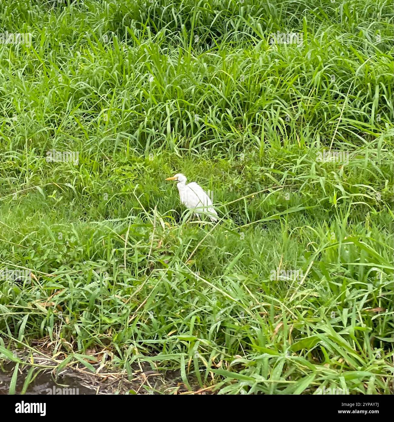 Western Cattle-Egret (Ardea ibis Stock Photo - Alamy