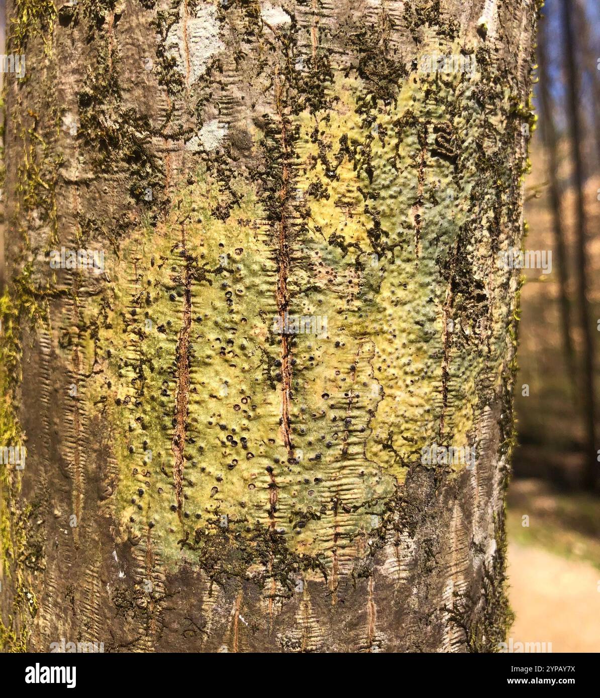 Easter Pox Lichen (Pyrenula pseudobufonia Stock Photo - Alamy