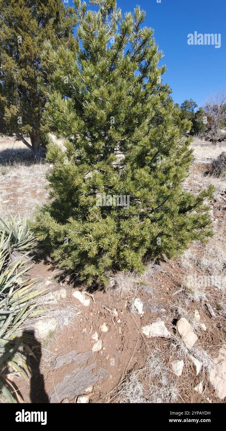 Colorado Pinyon (Pinus edulis Stock Photo - Alamy