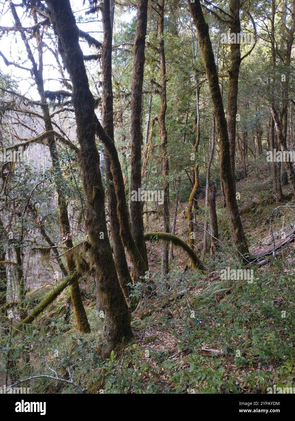 Tanoak (Notholithocarpus densiflorus Stock Photo - Alamy