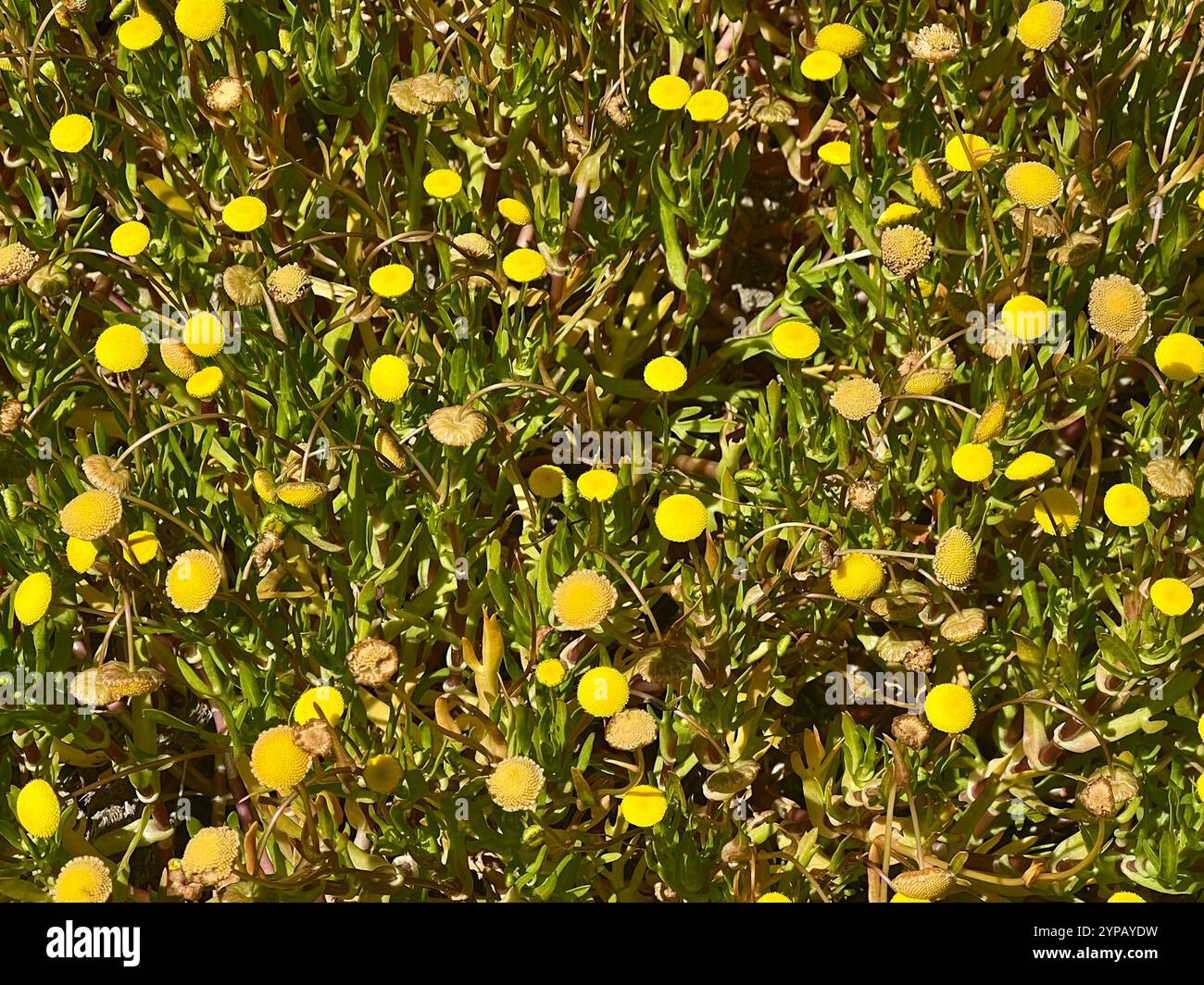 Brass Buttons (Cotula coronopifolia Stock Photo - Alamy
