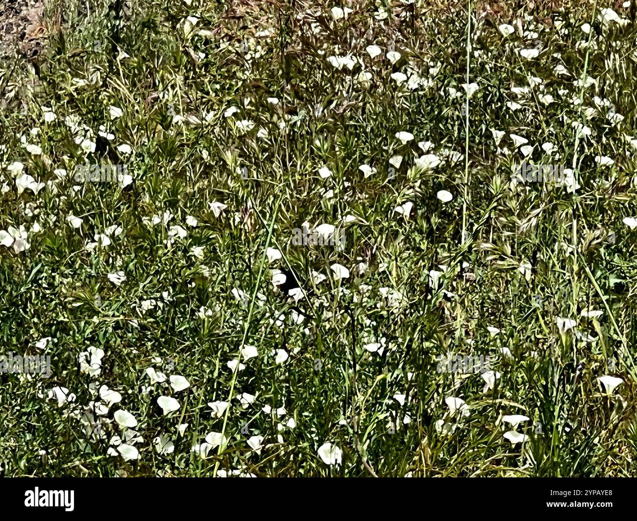 Pacific false bindweed (Calystegia purpurata purpurata Stock Photo - Alamy