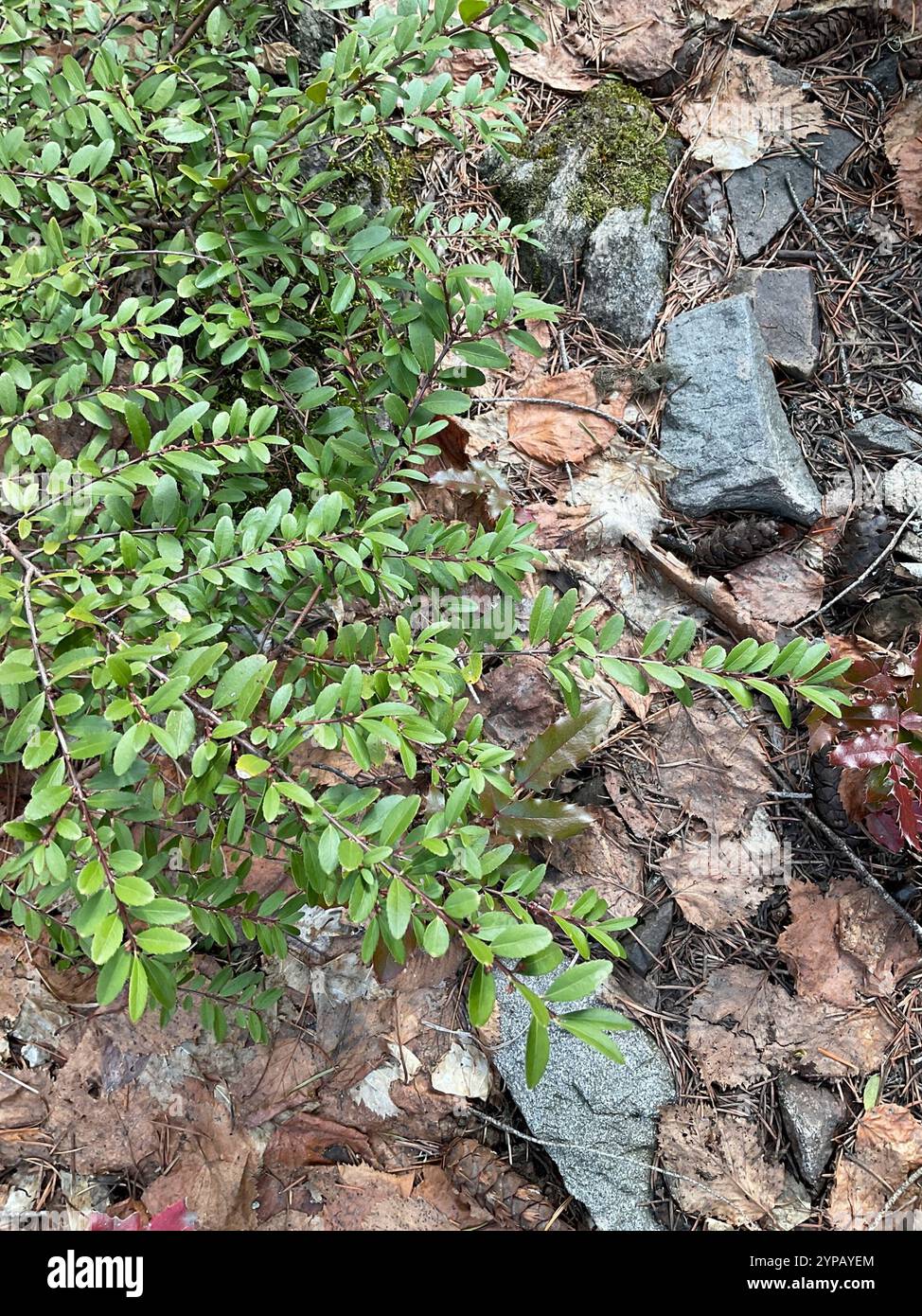 Oregon Boxwood (Paxistima myrsinites Stock Photo - Alamy