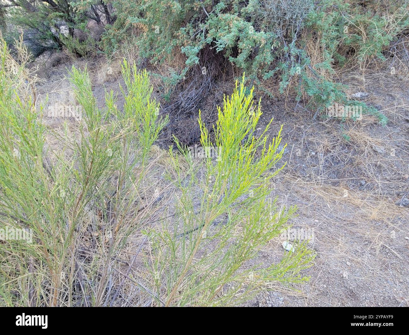 Desert Broom (Baccharis sarothroides Stock Photo - Alamy