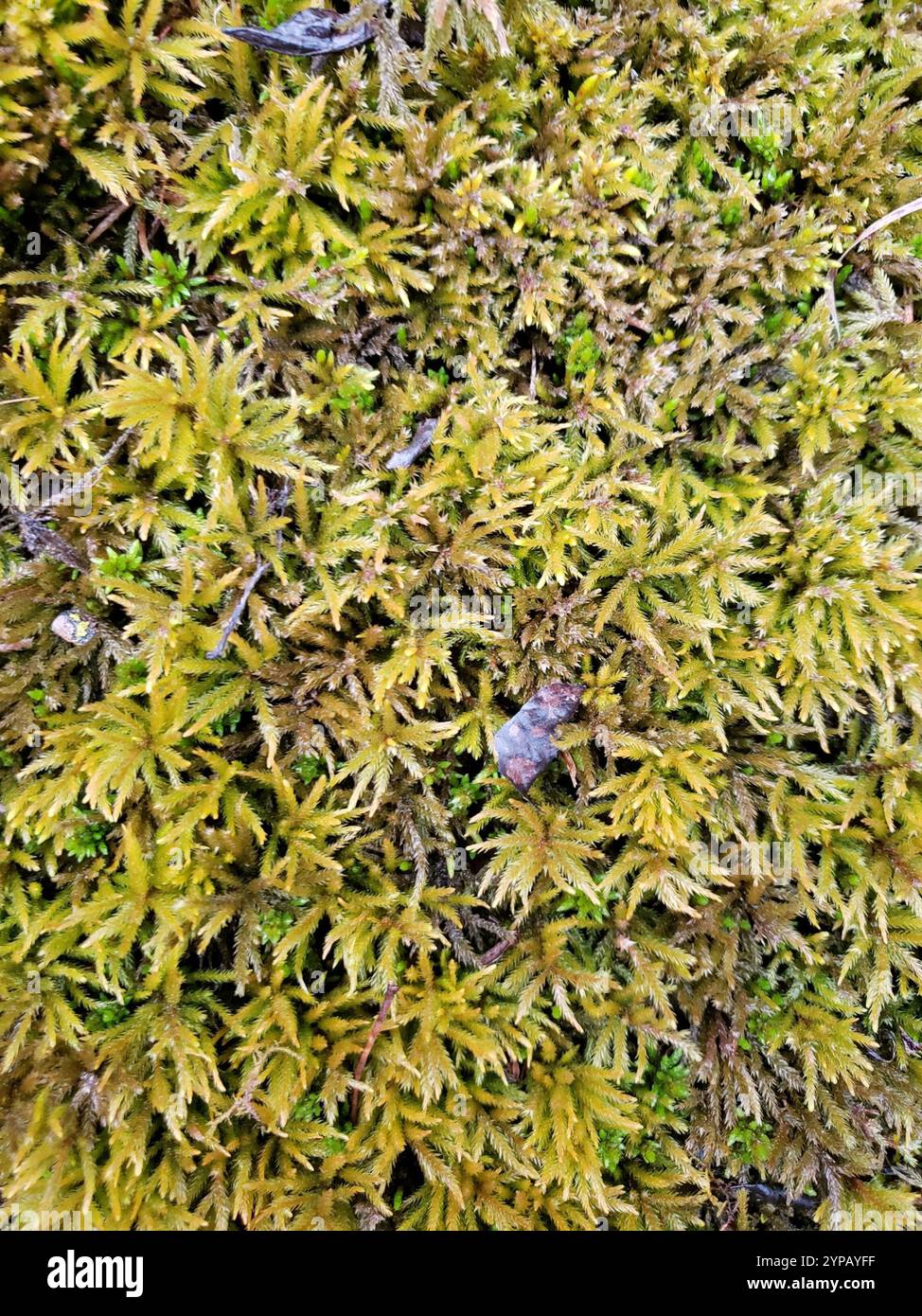 American Tree Moss (Climacium americanum Stock Photo - Alamy