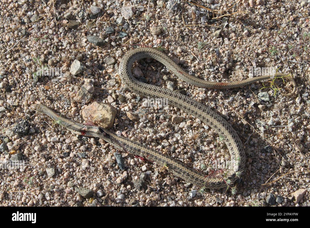 Western Patch-nosed Snake (Salvadora hexalepis Stock Photo - Alamy