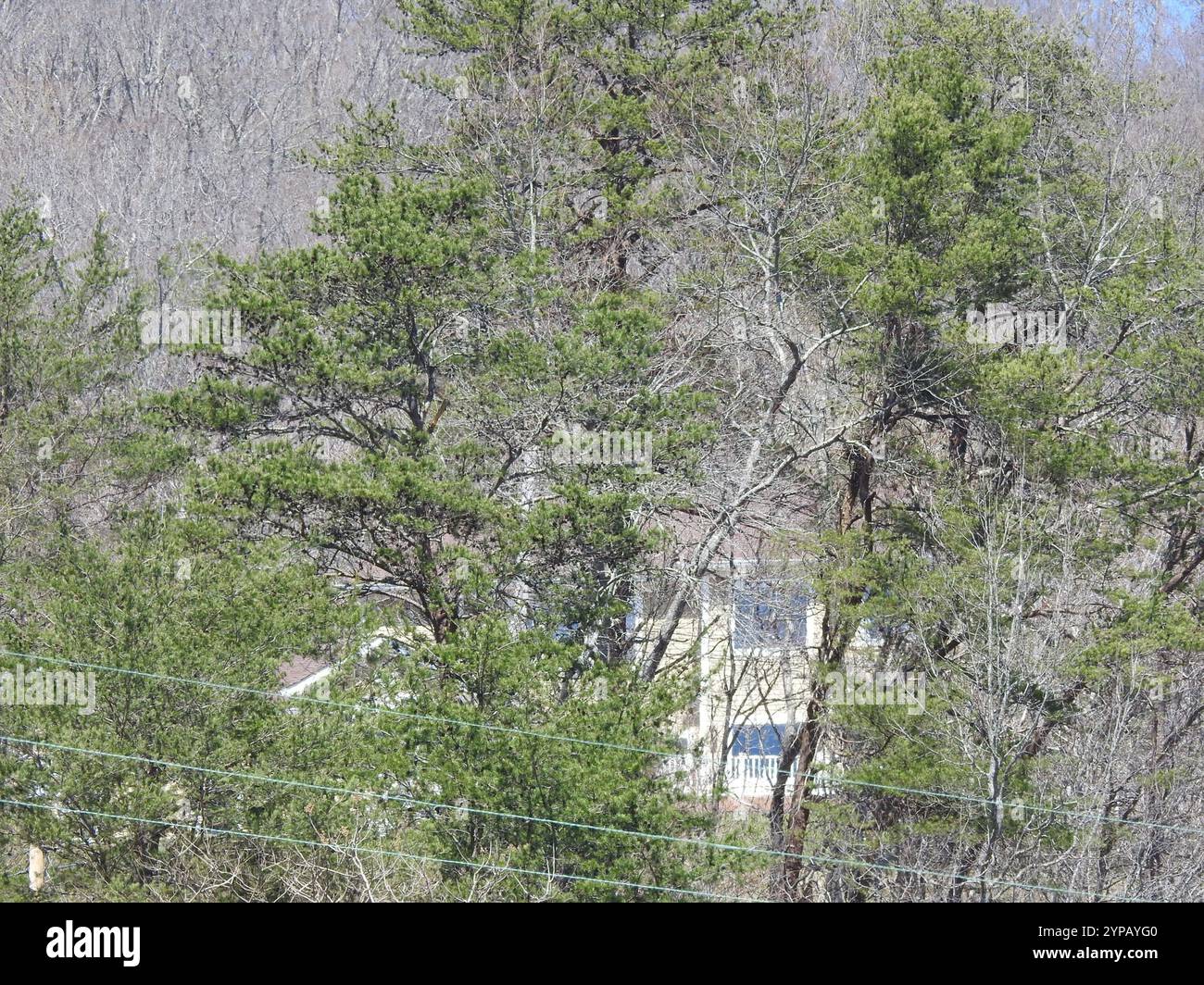 Virginia pine (Pinus virginiana Stock Photo - Alamy