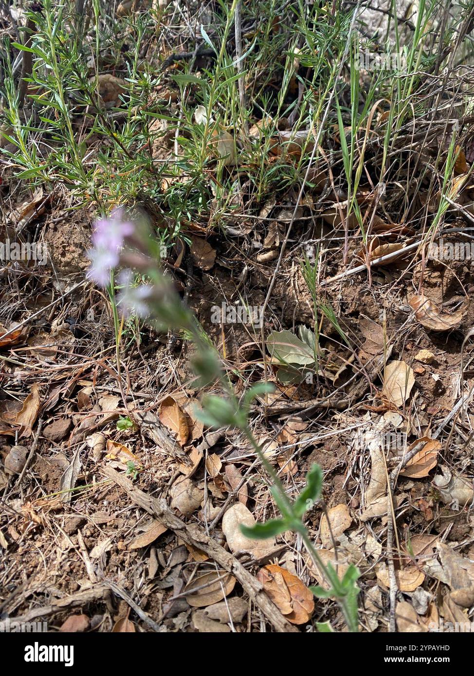 Small-flowered Catchfly (Silene gallica Stock Photo - Alamy