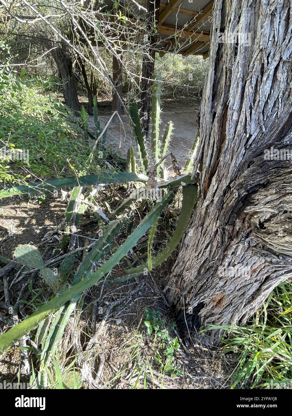 Triangle cactus (Acanthocereus tetragonus Stock Photo - Alamy