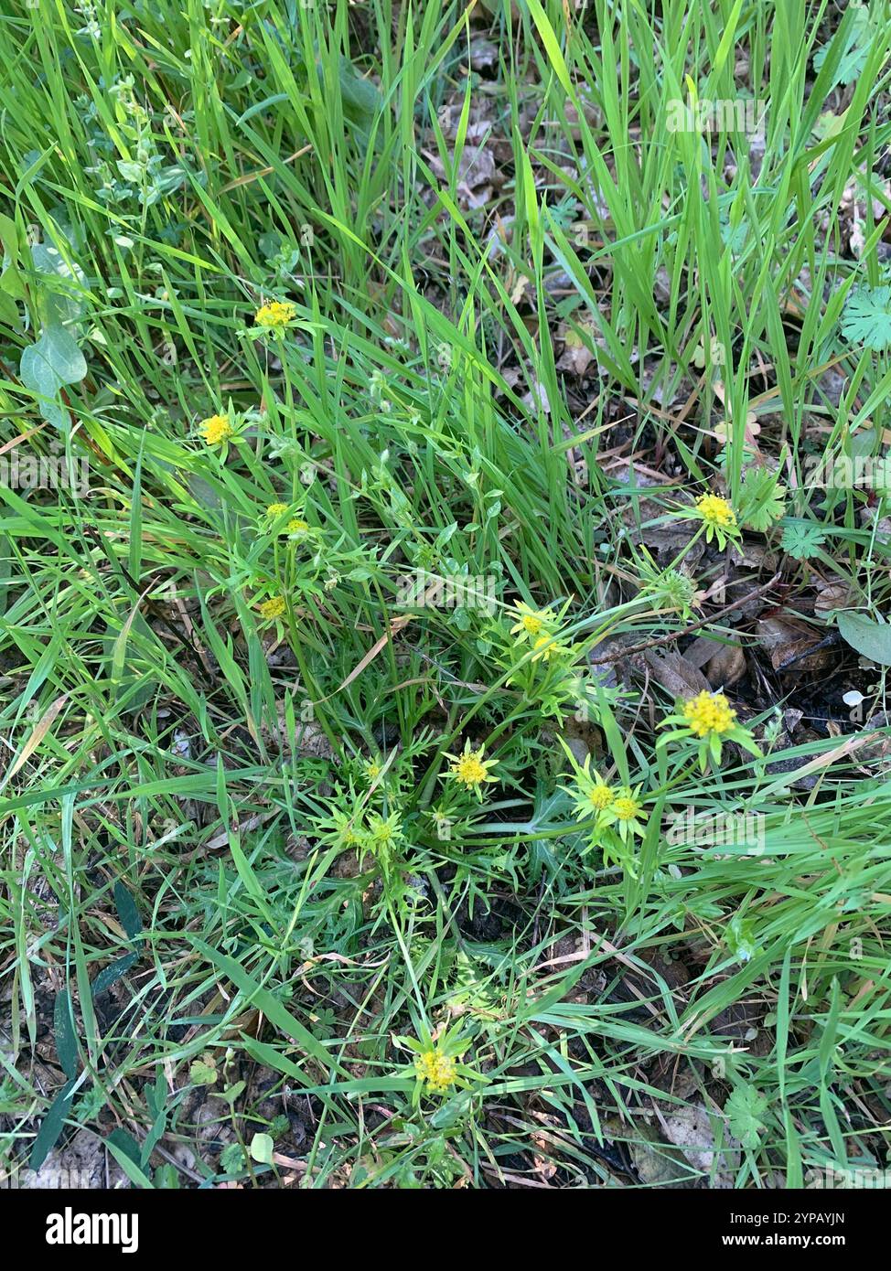 Footsteps of spring (Sanicula arctopoides Stock Photo - Alamy