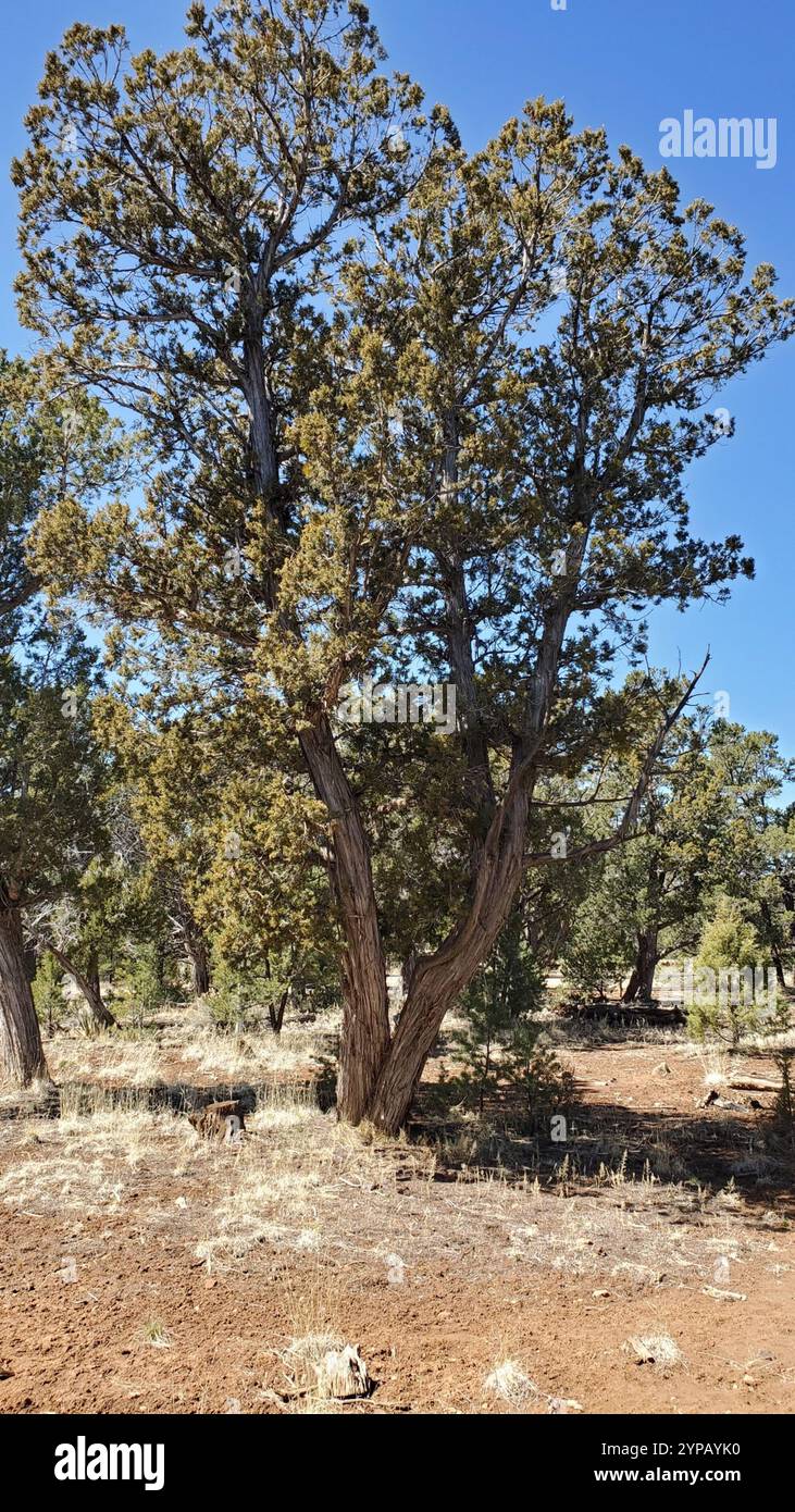 Utah Juniper (Juniperus osteosperma Stock Photo - Alamy