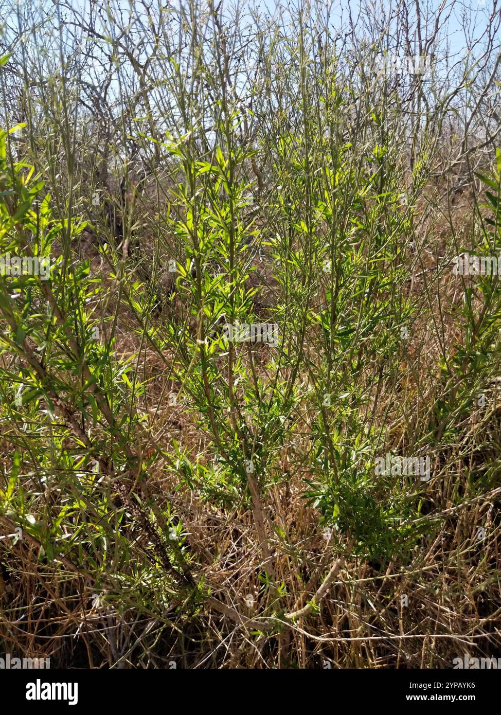 Baccharis neglecta hi-res stock photography and images - Alamy