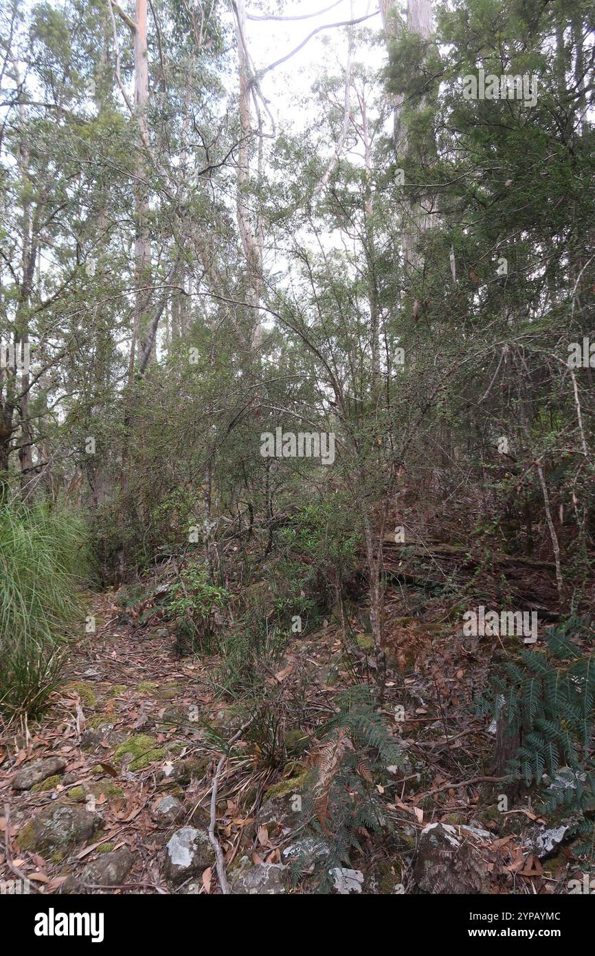 Prickly Currant-Bush (Coprosma quadrifida Stock Photo - Alamy