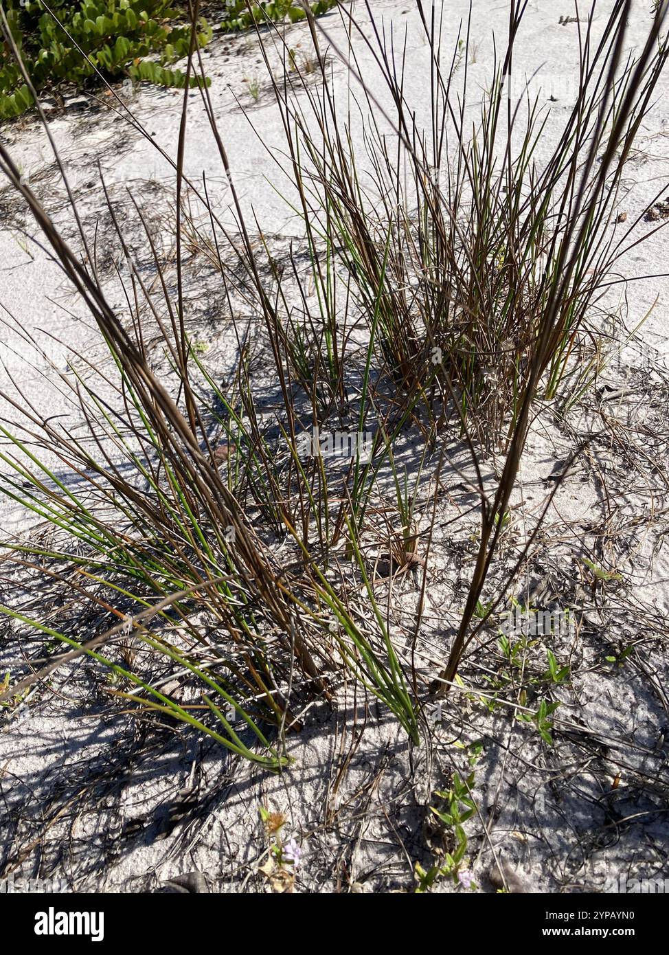 Needlepod Rush (Juncus scirpoides Stock Photo - Alamy