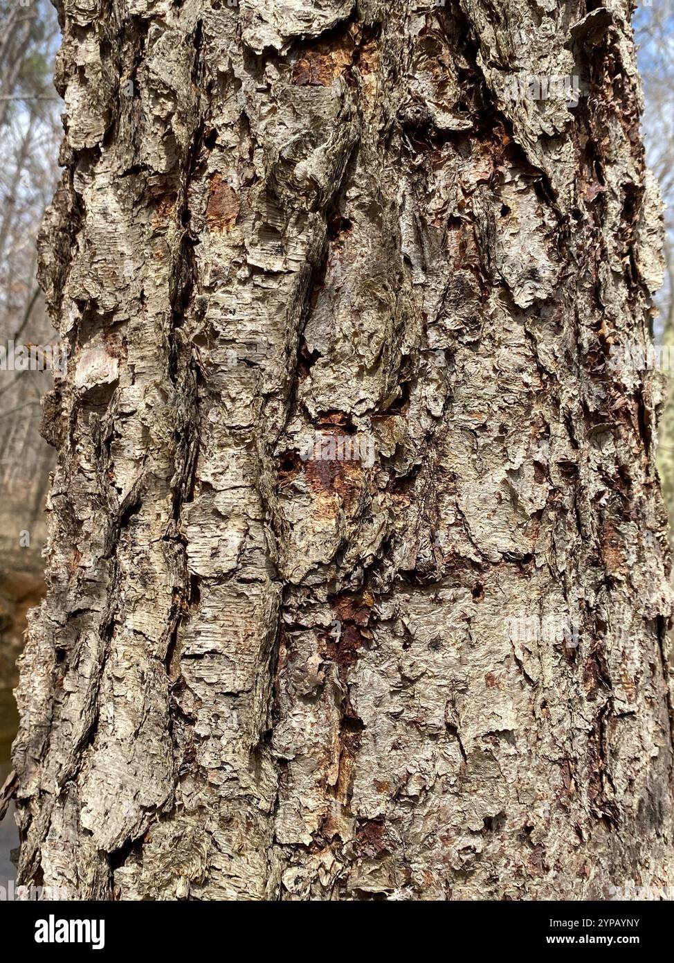 river birch (Betula nigra Stock Photo - Alamy