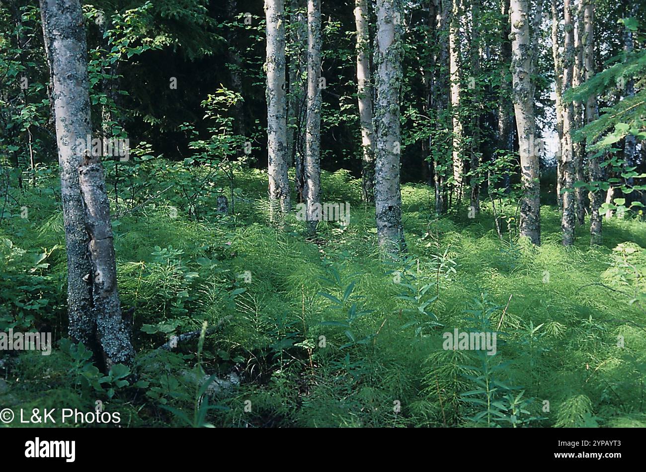 Alaska Paper Birch (Betula neoalaskana Stock Photo - Alamy