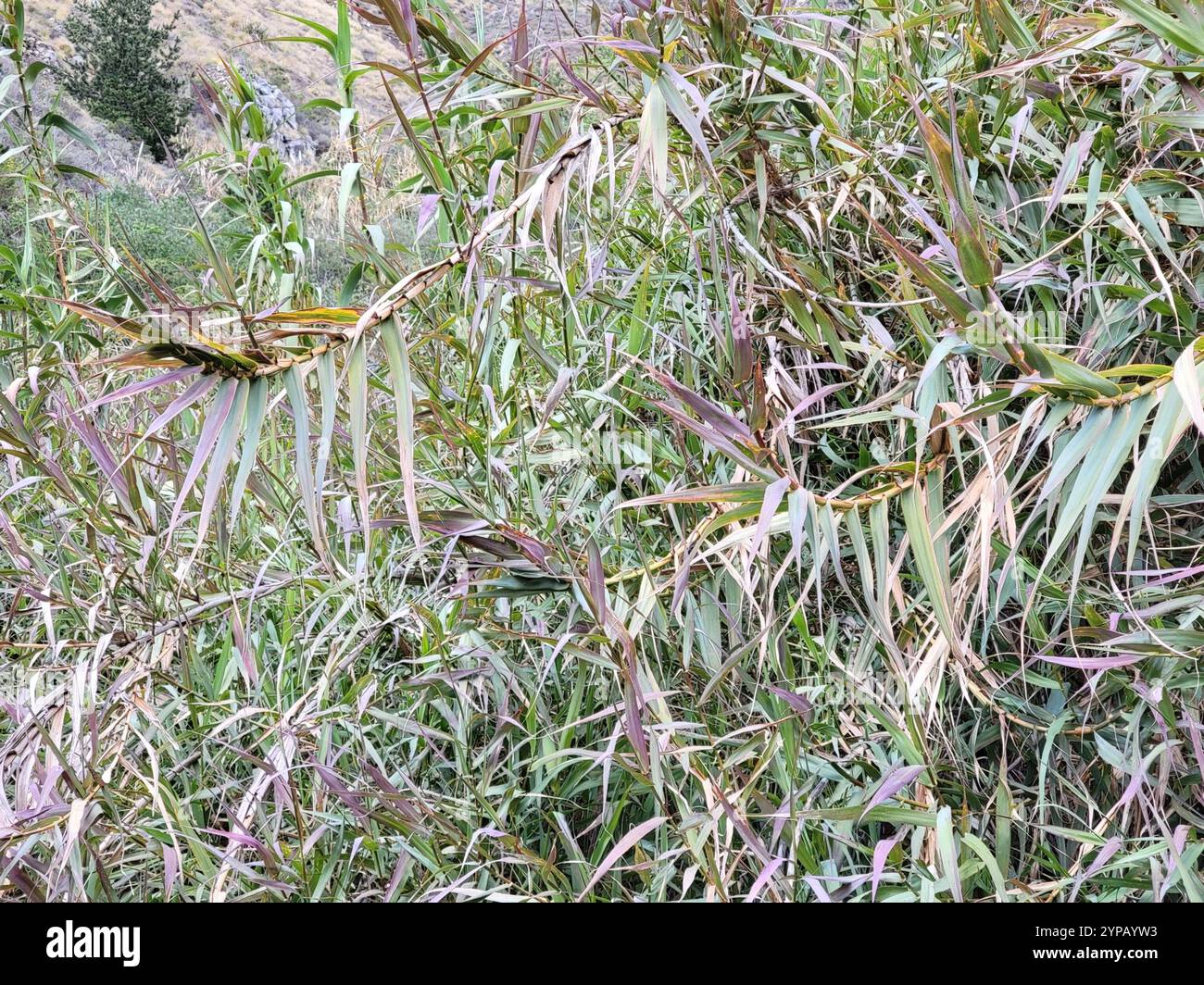 Reeds, Giant Canes, and allies (Arundinoideae Stock Photo - Alamy