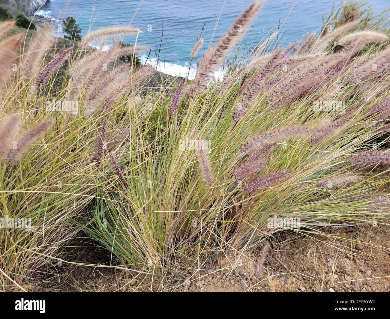 Fountain Grass (Cenchrus setaceus Stock Photo - Alamy
