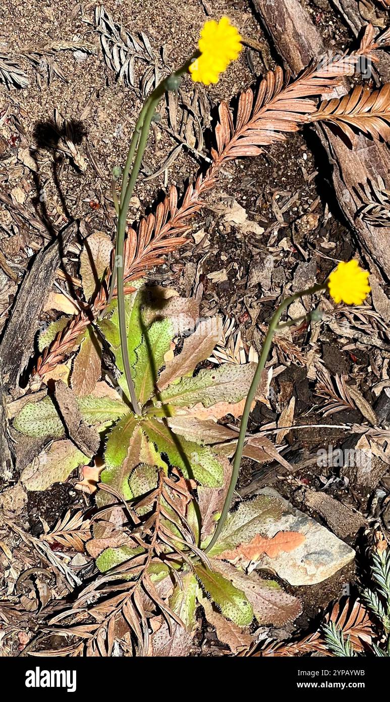 Smooth Cat's Ear (Hypochaeris glabra Stock Photo - Alamy