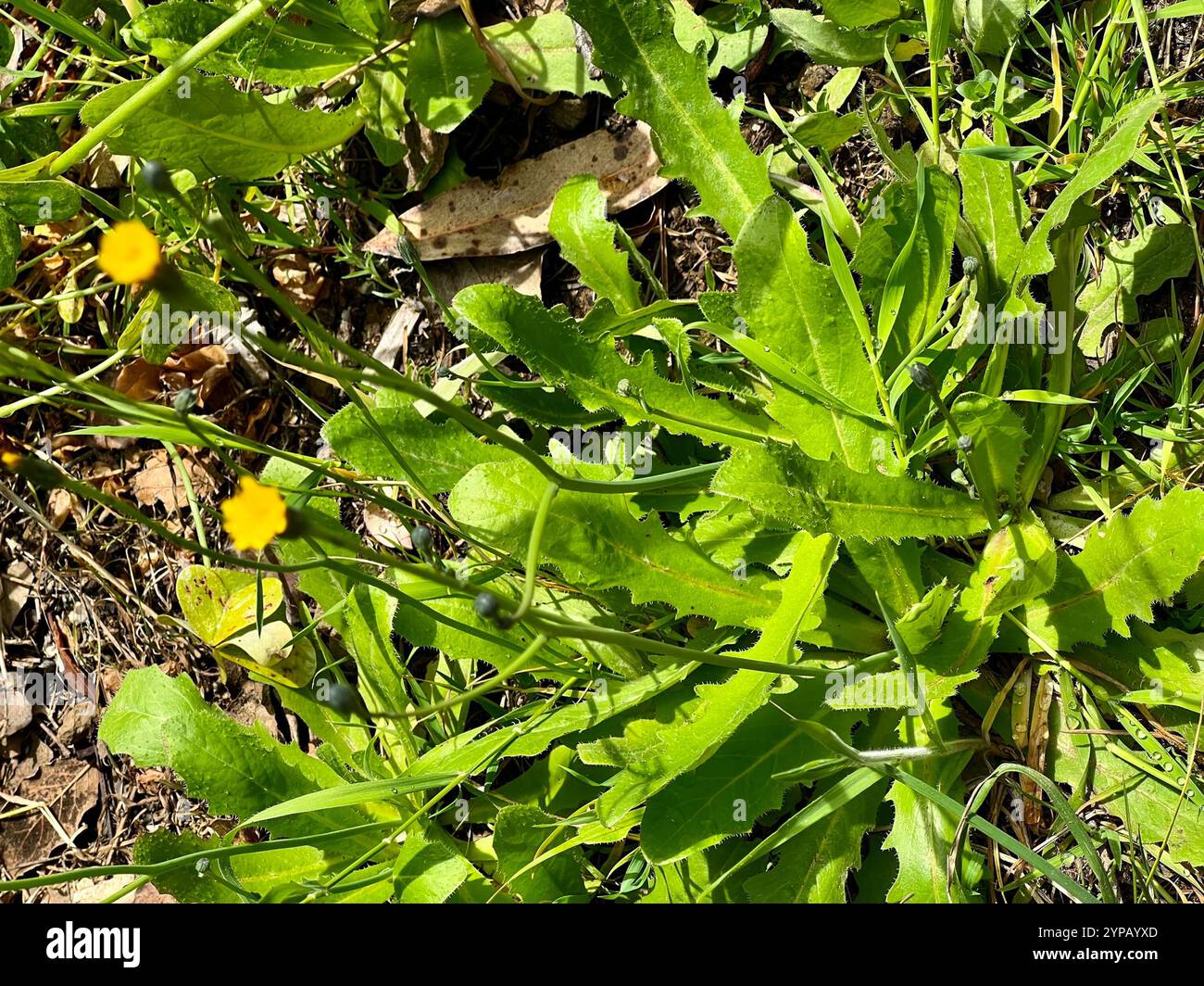 Smooth Cat's Ear (Hypochaeris glabra Stock Photo - Alamy