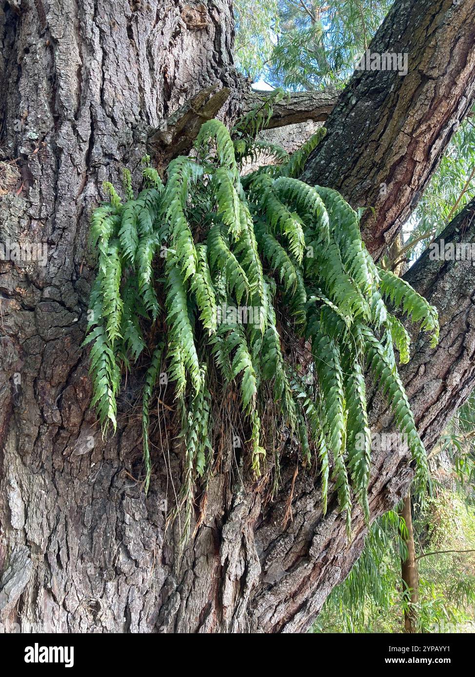 Mare's Tail Fern (Asplenium polyodon Stock Photo - Alamy