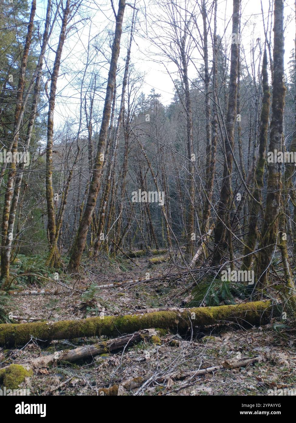 Red Alder (Alnus rubra Stock Photo - Alamy
