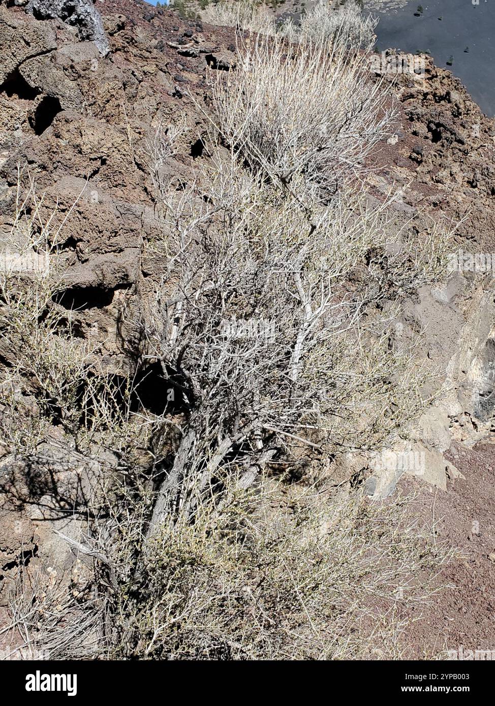 Apache plume (Fallugia paradoxa Stock Photo - Alamy